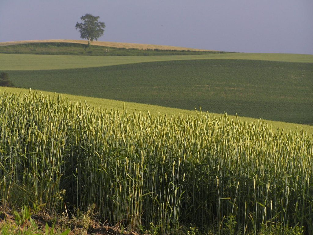 Wheat Types and Yields in Japan