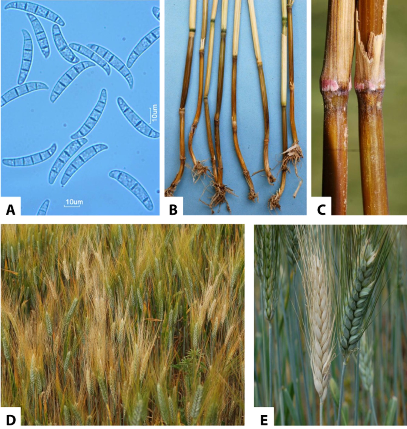 Economic Impacts of Fusarium Head Blight in Wheat Production